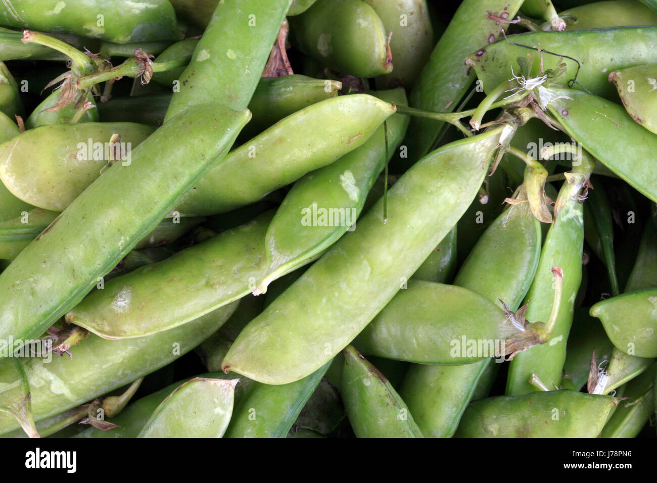 many green pea at day Stock Photo - Alamy