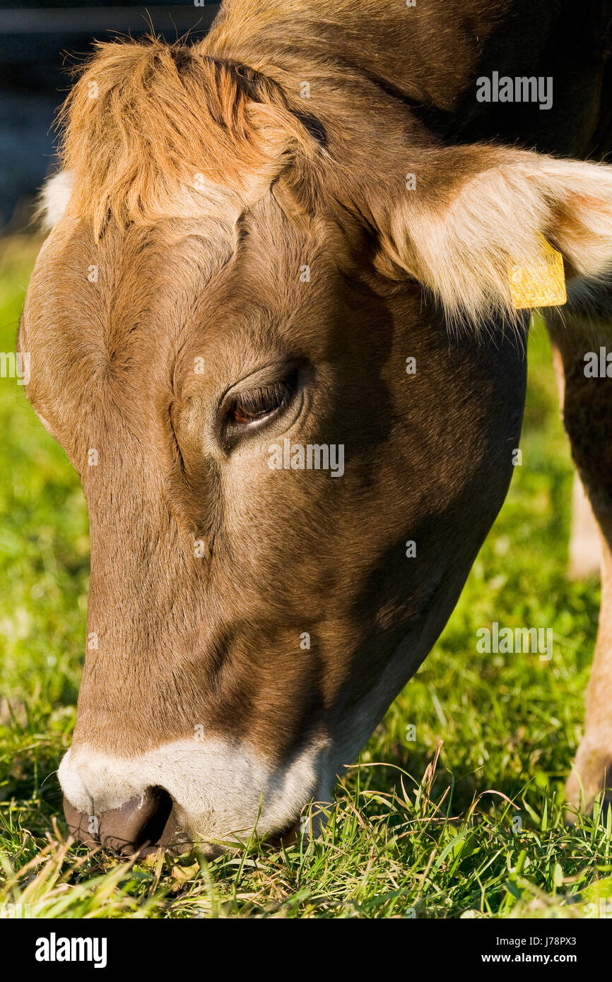 animal agriculture farming to gorge engulf devour cow livestock bovine ...