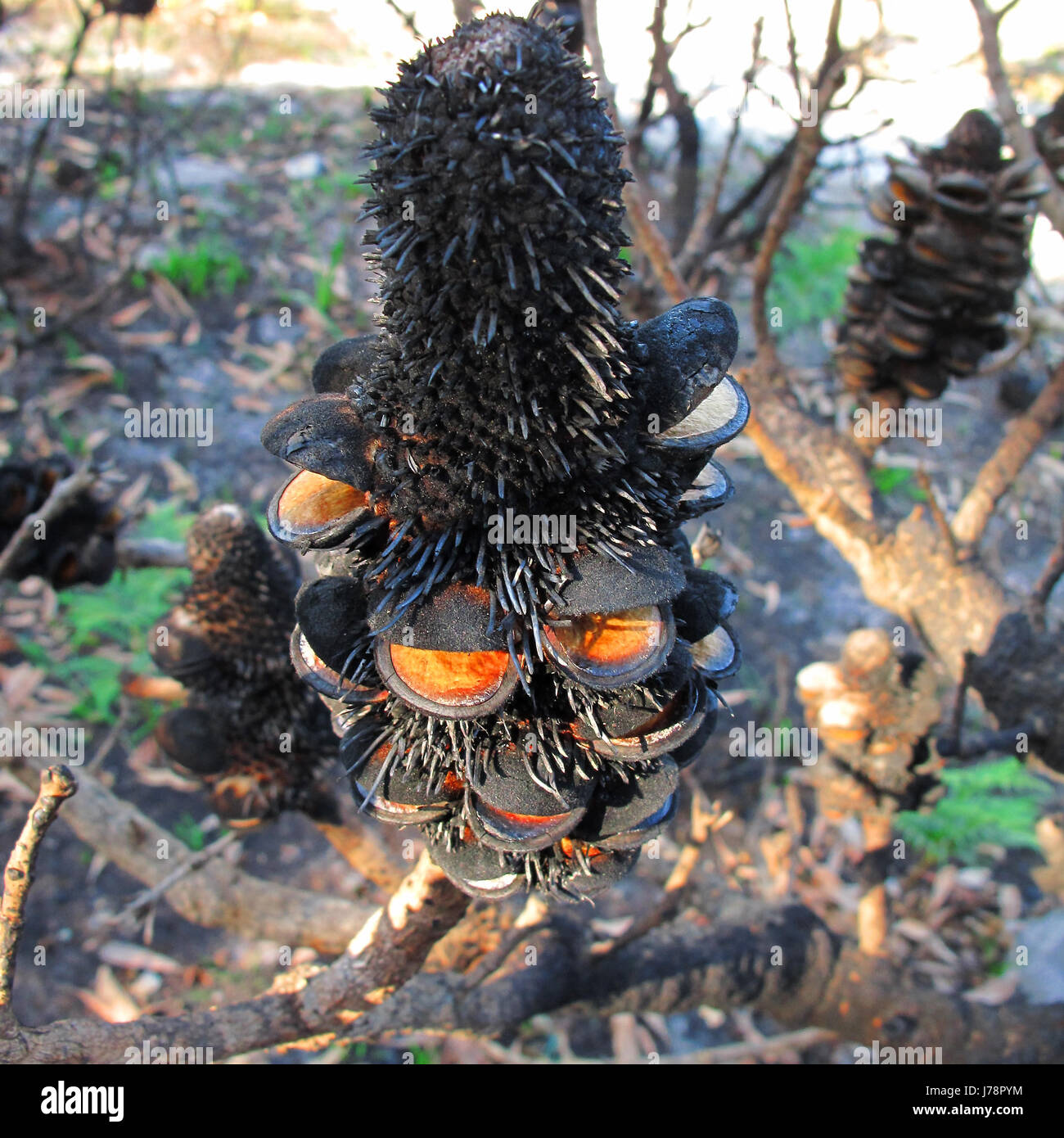 Banksia Fire Stock Photos & Banksia Fire Stock Images - Alamy