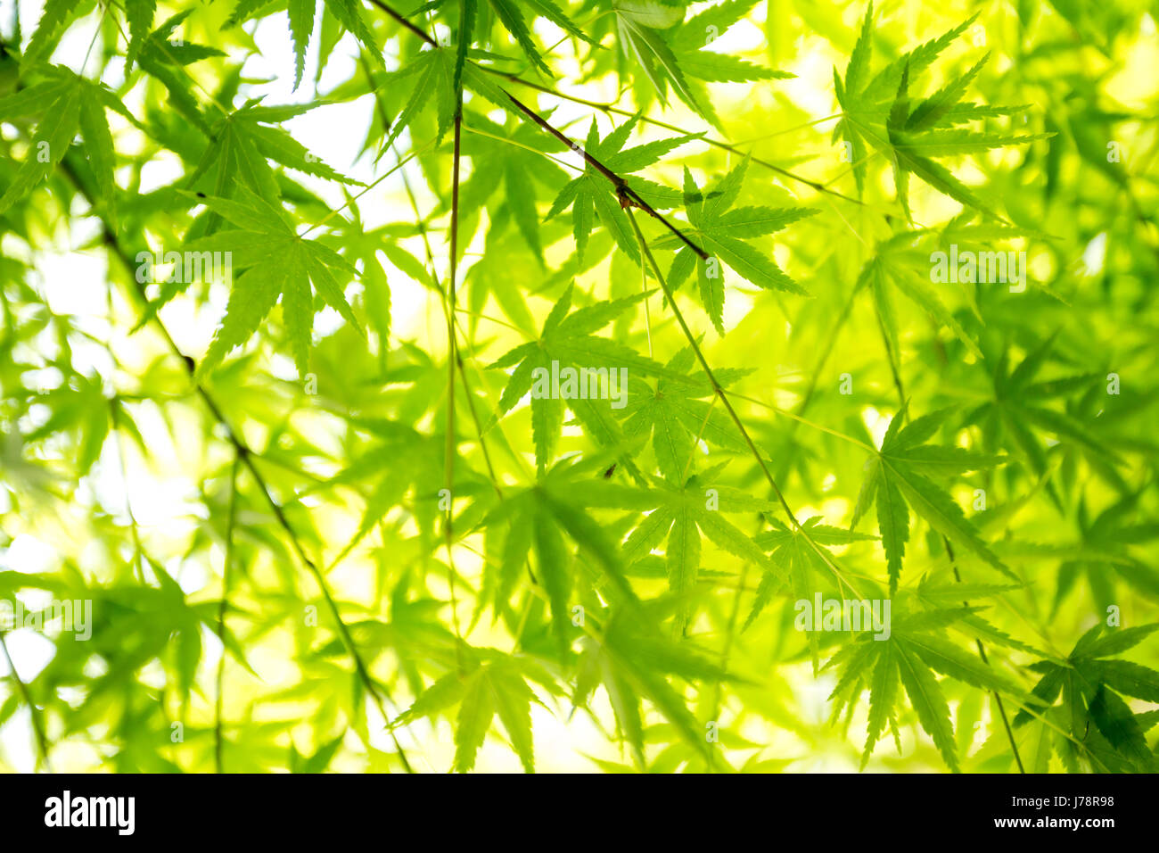 green maple leaf background Stock Photo - Alamy