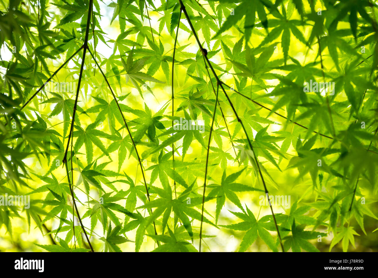 green maple leaf background Stock Photo - Alamy