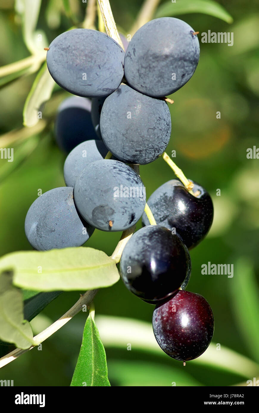 agriculture farming water mediterranean salt water sea ocean branch ...