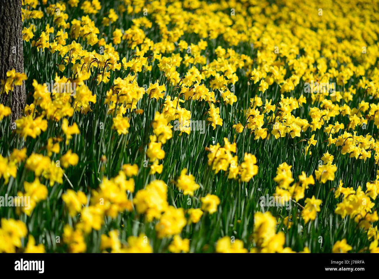 A field of daffodils Stock Photo - Alamy