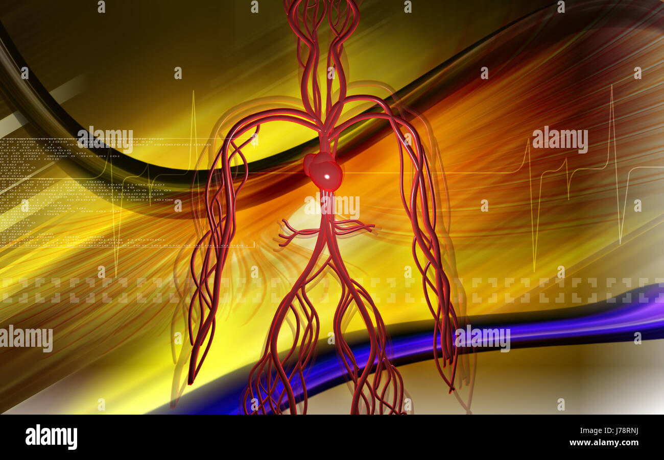Quotdigital illustration of vascular system in colour hi-res stock ...