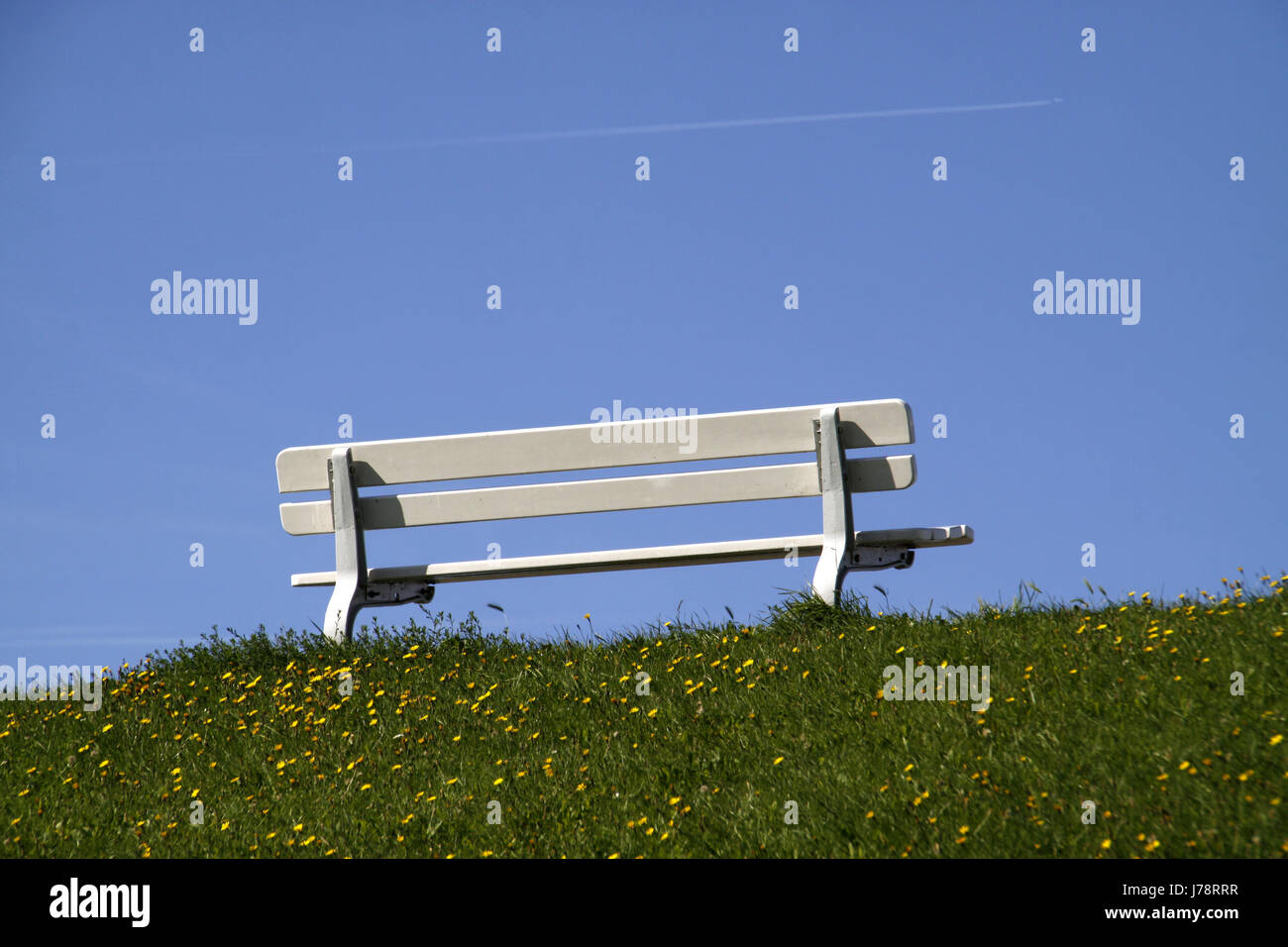 blue flower flowers plant seat bench meadow wooden bench grass lawn ...