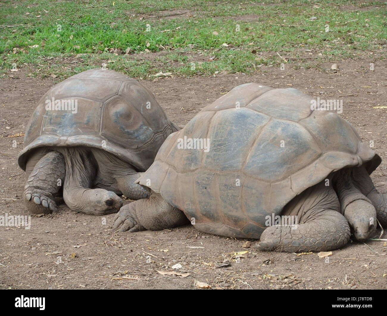 armour exstinction heavy weight old turtle tortoise protected sheltered ...