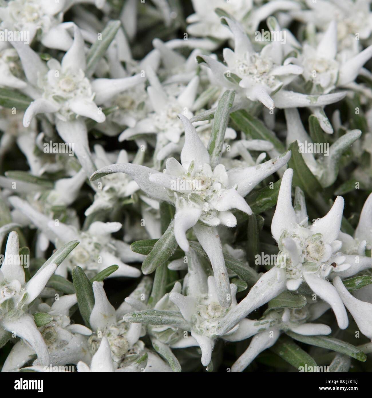 Edelweiss flowers in the Swiss Alps. The flowers are symbols of love ...