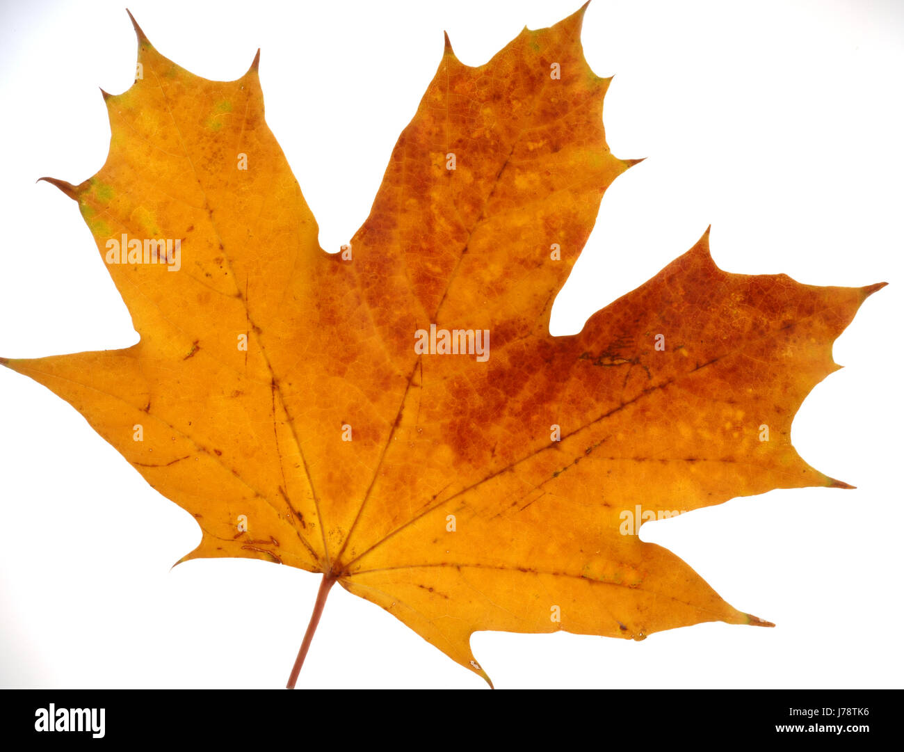 Fall monitor alert hi-res stock photography and images - Alamy
