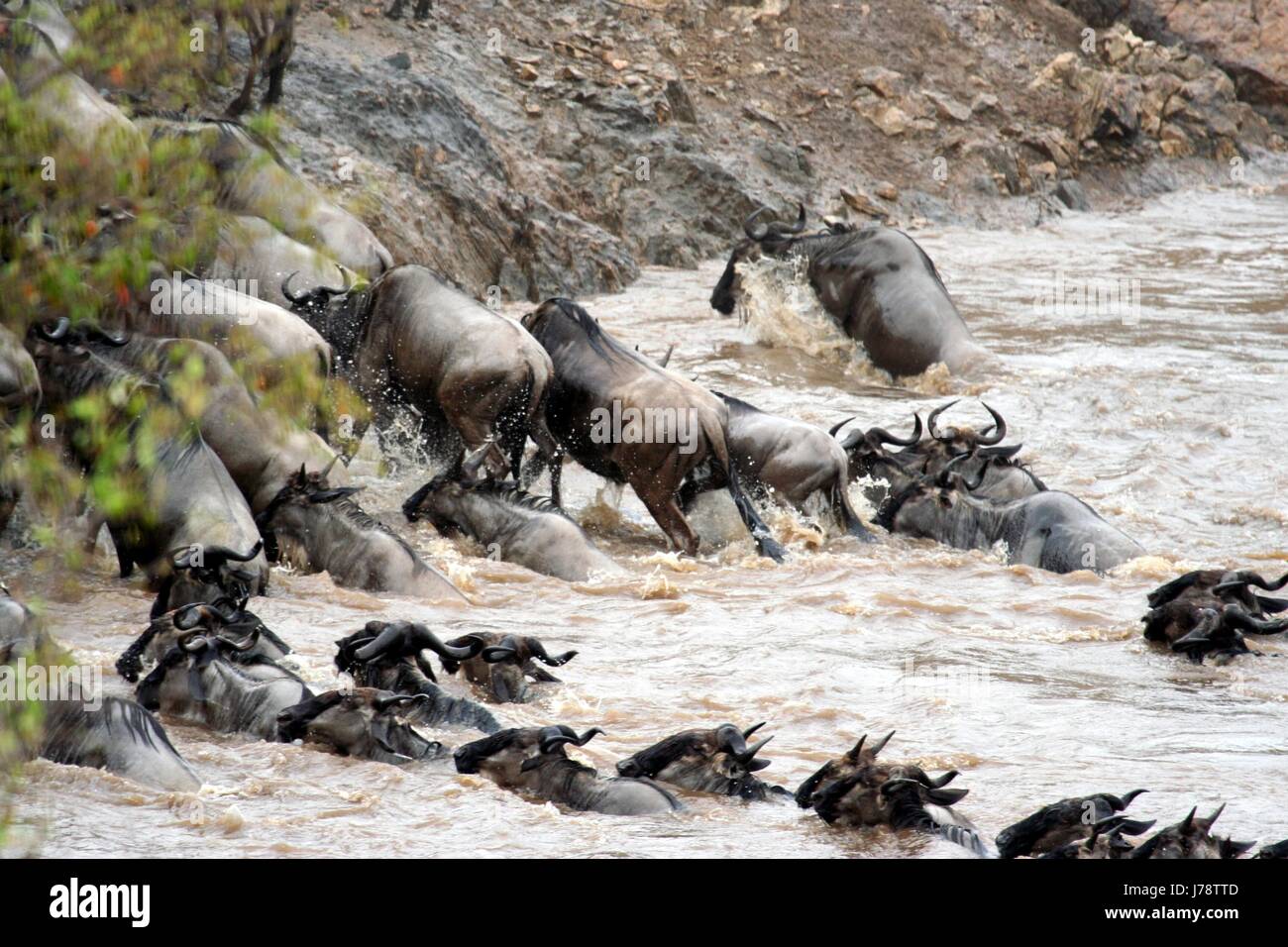 africa kenya namibia antelope animal mammal fauna national park kenya ...