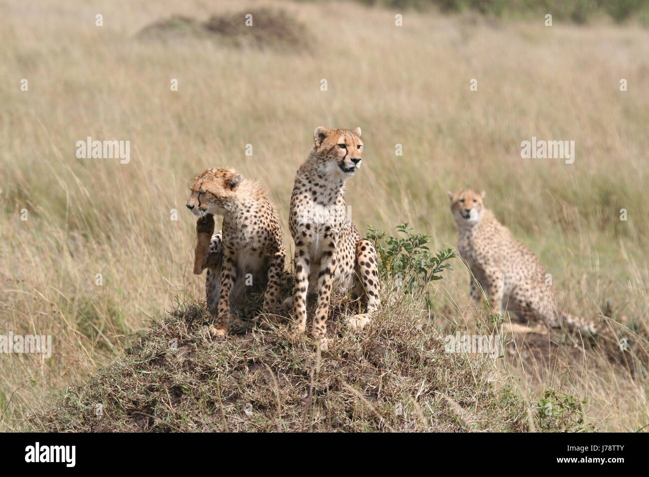 namibia cat big cat feline predator cheetah walk go going walking sport ...