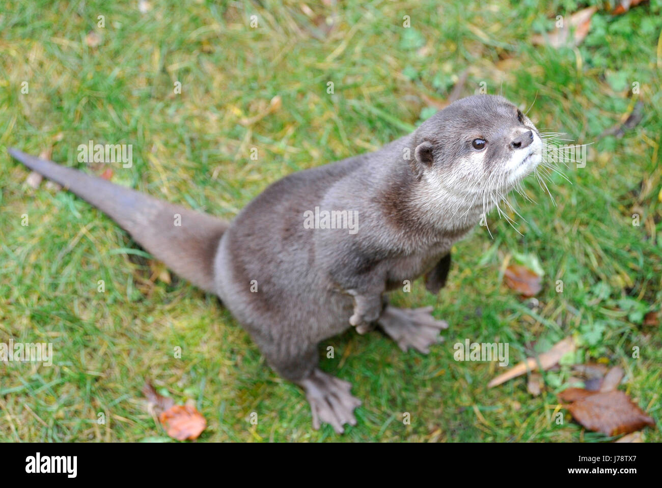 animal mammal rodent skin otter water animal mammal rodent skin otter ...