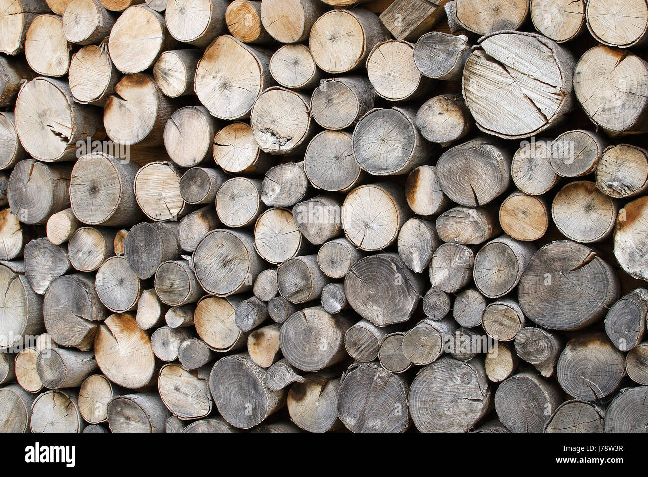 tree wood grain timber firewood log bark cereal abstract pattern ...