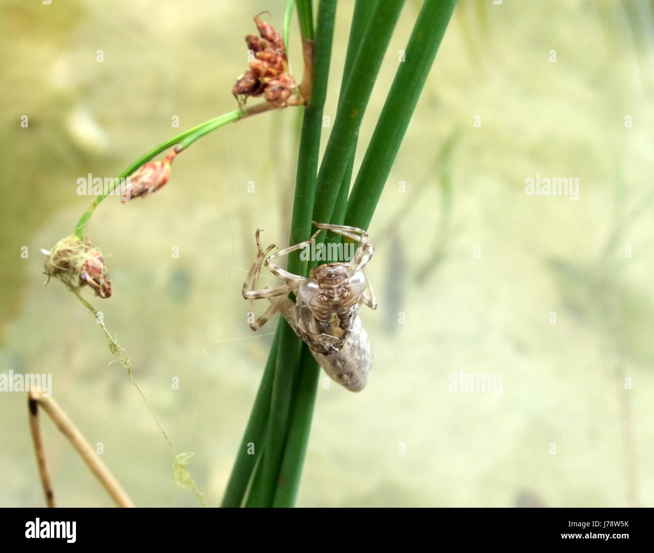 dragonfly fresh water pond water cover larva reed slip green eye organ ...