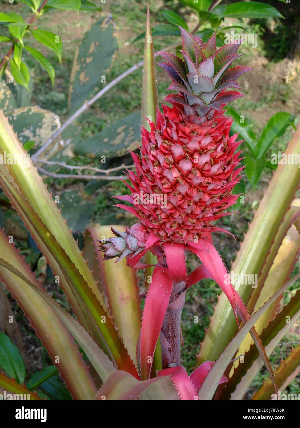 small tiny little short mini pineapple grow roughage red vitamins ...