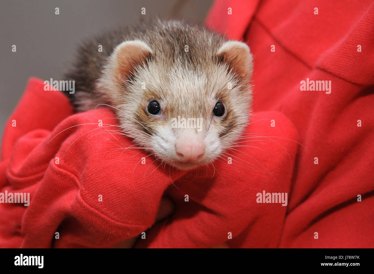 woman game tournament play playing plays played pet hold cuddle ferret ...