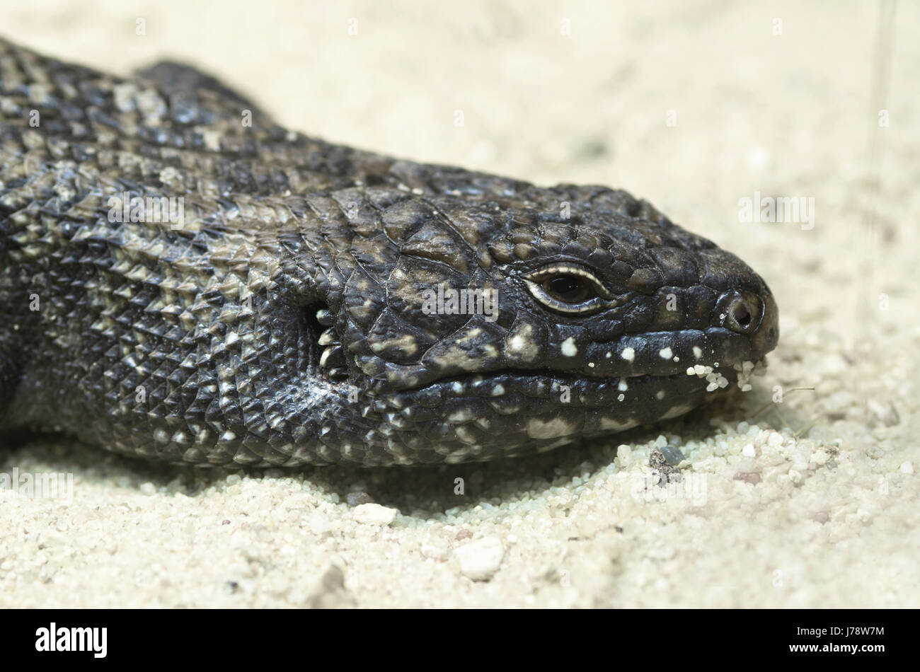 saurian australia terrarium animal reptile fauna animals saurian ...