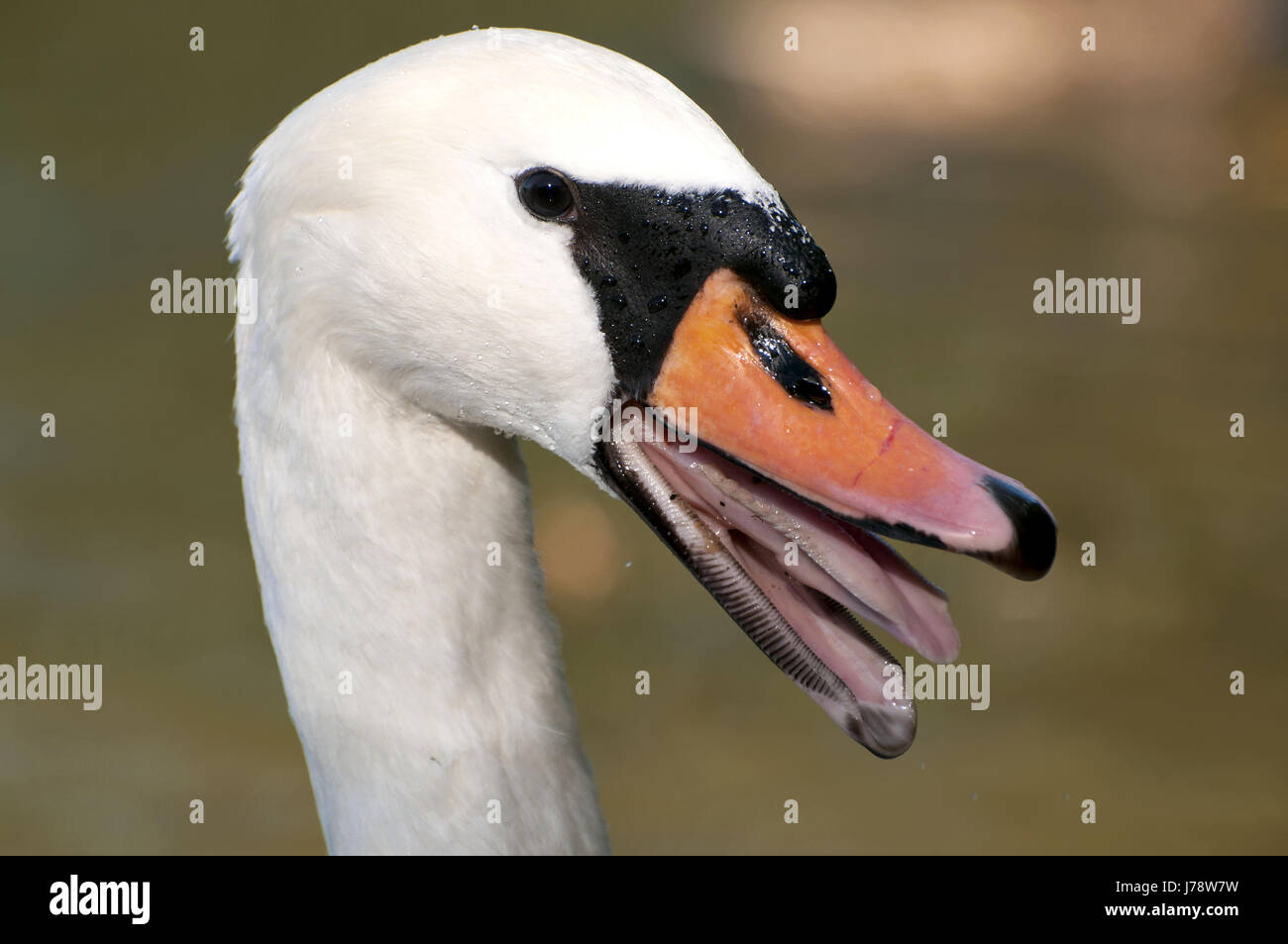 Evil swan hi-res stock photography and images - Alamy