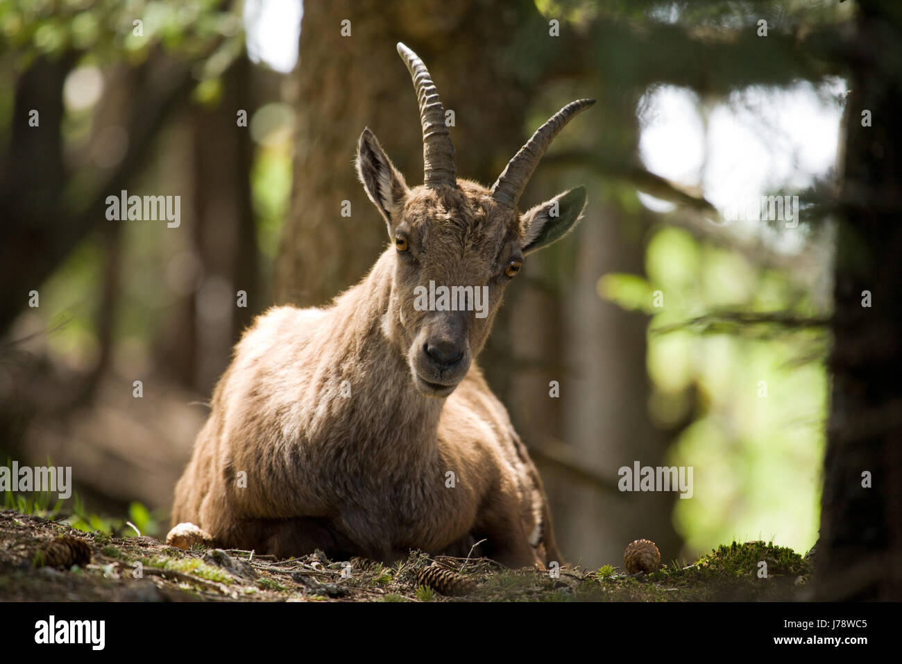 fauna wild goat switzerland animal world capricorn animal kingdom wild ...