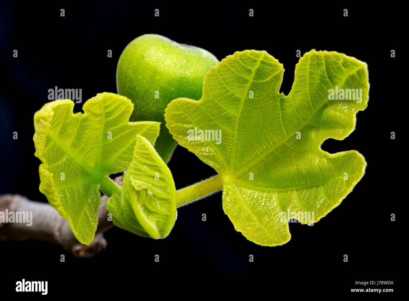 fig tree leaf branch young sprouting fruit fig tree leaf branch young ...