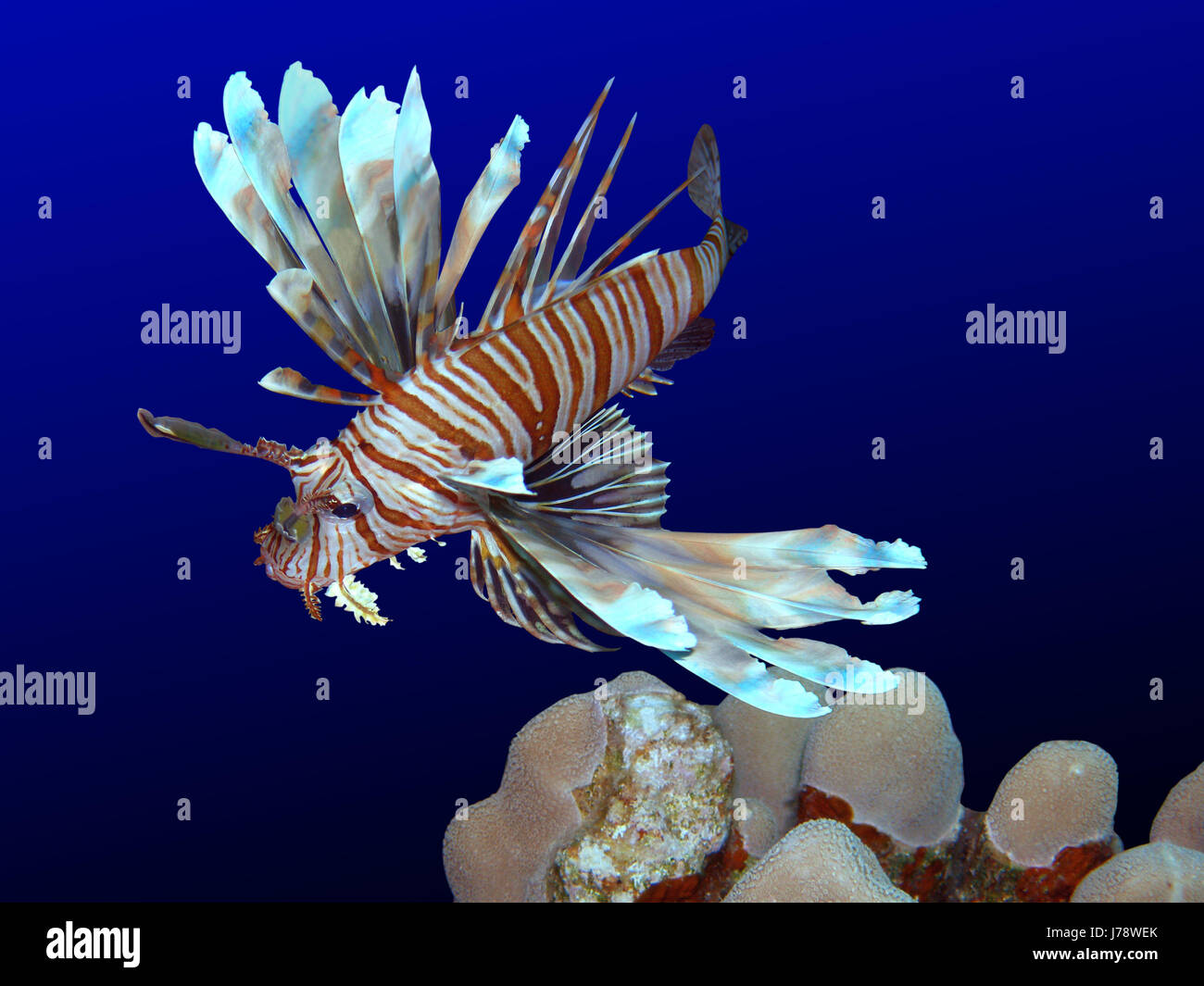 Luminous Fish High Resolution Stock Photography and Images - Alamy