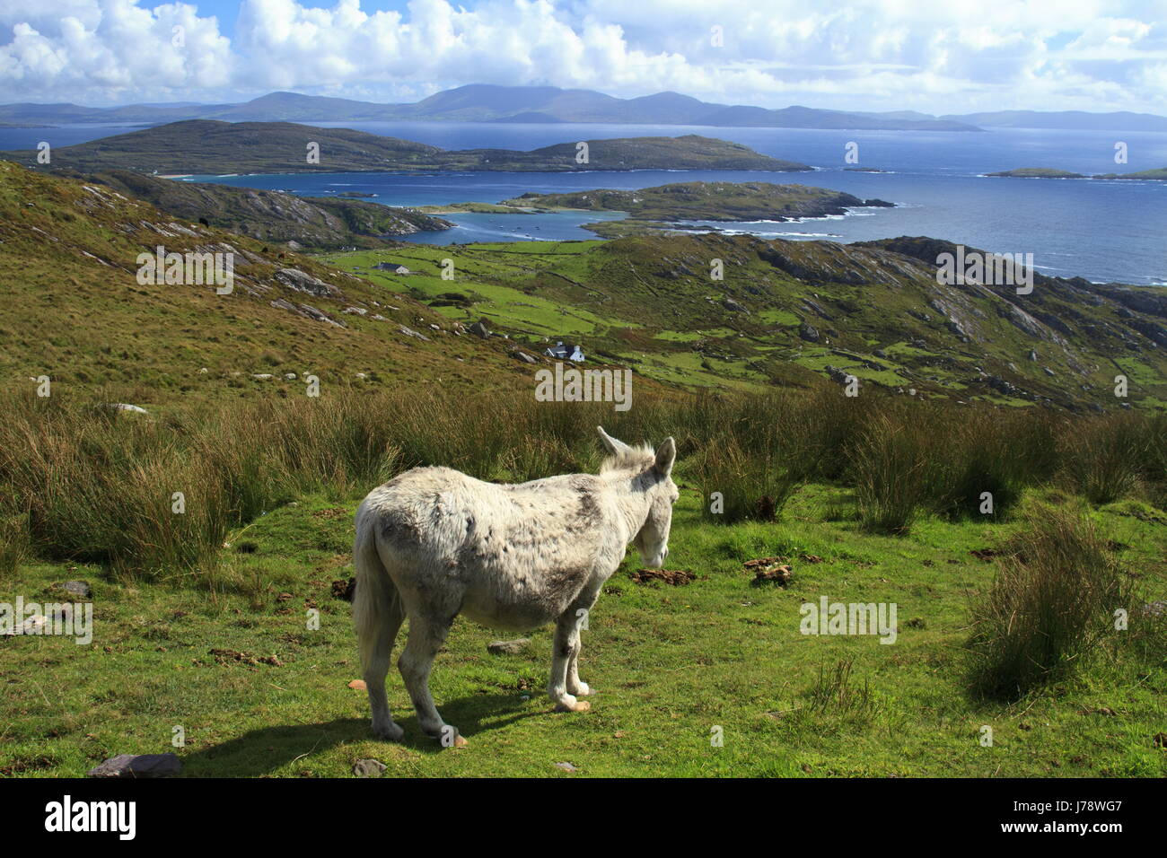 ring bay donkey mouth salt water sea ocean water blue ring green bay ...