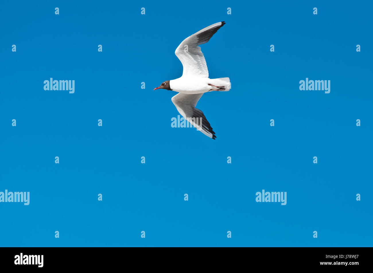 blue animal bird tail mew white seagull gull blue flight animal bird ...