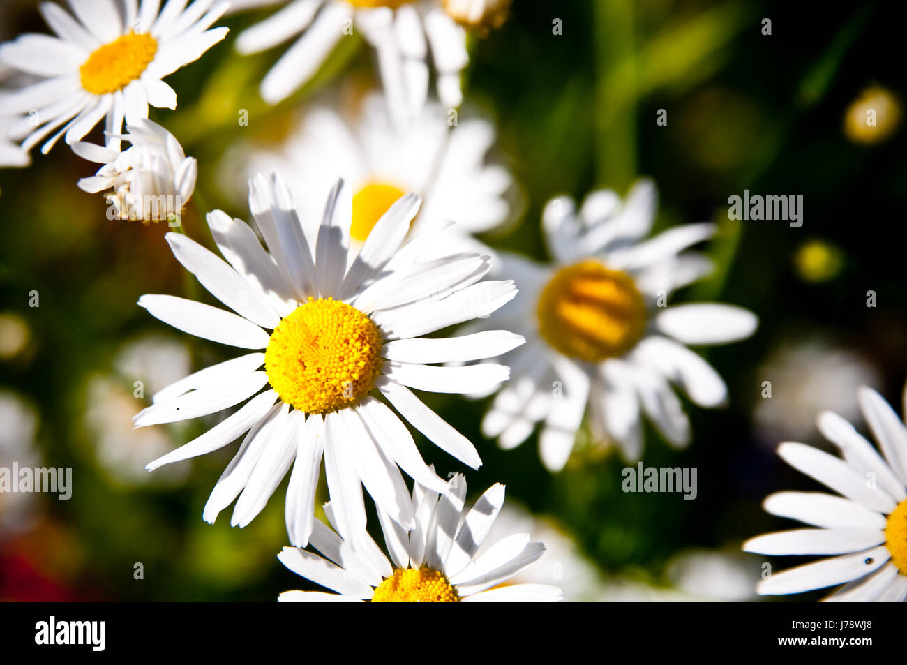 flower plant fauna bloom blossom flourish flourishing daisy lawn green ...