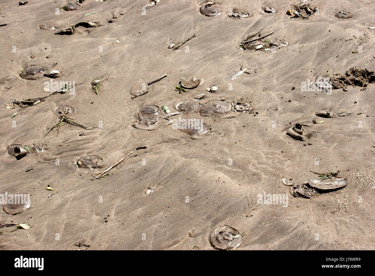 fish jelly sandy beach seaside the beach seashore creatures graphic ...