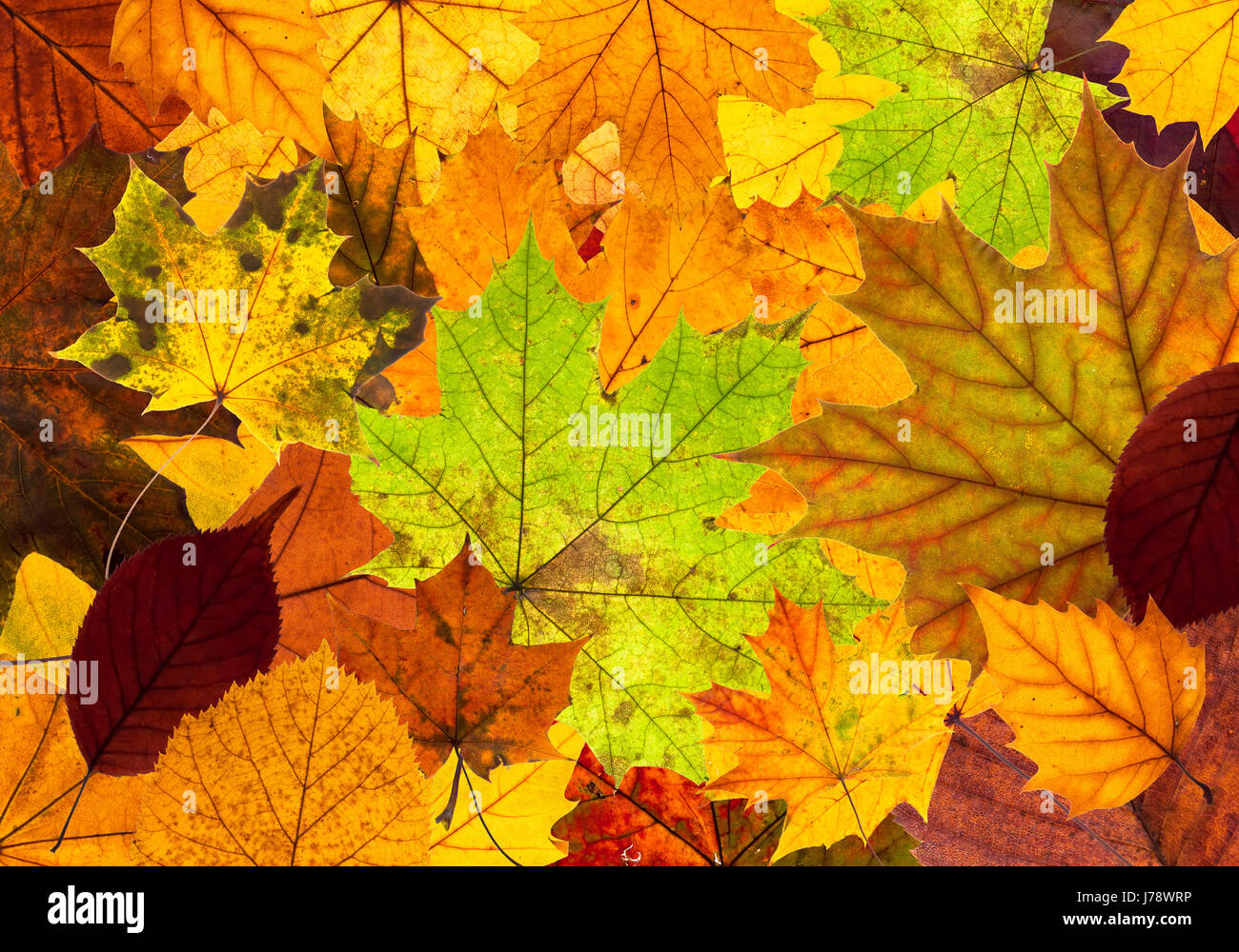 leaves square season backdrop background foliage texture fall autumn ...