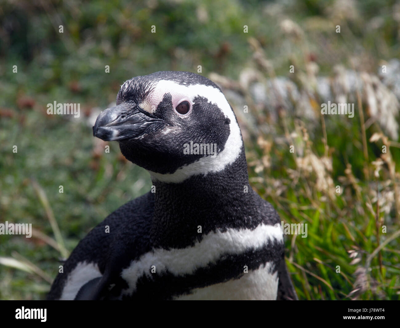 macro close-up macro admission close up view antarctic penguin park ...