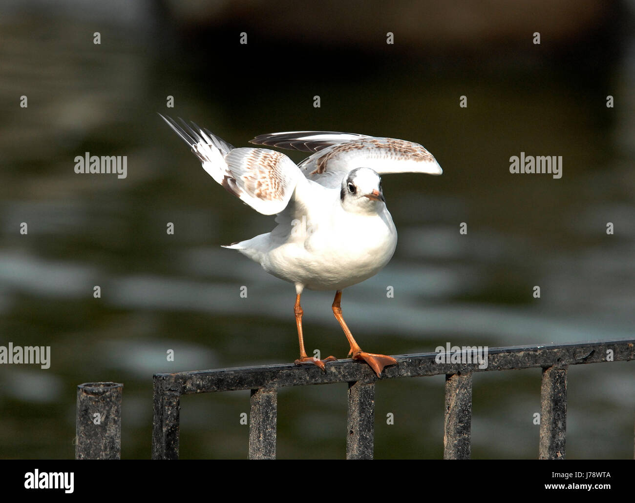 flight bird fauna ocean view feathers wise attentive alert friendly ...