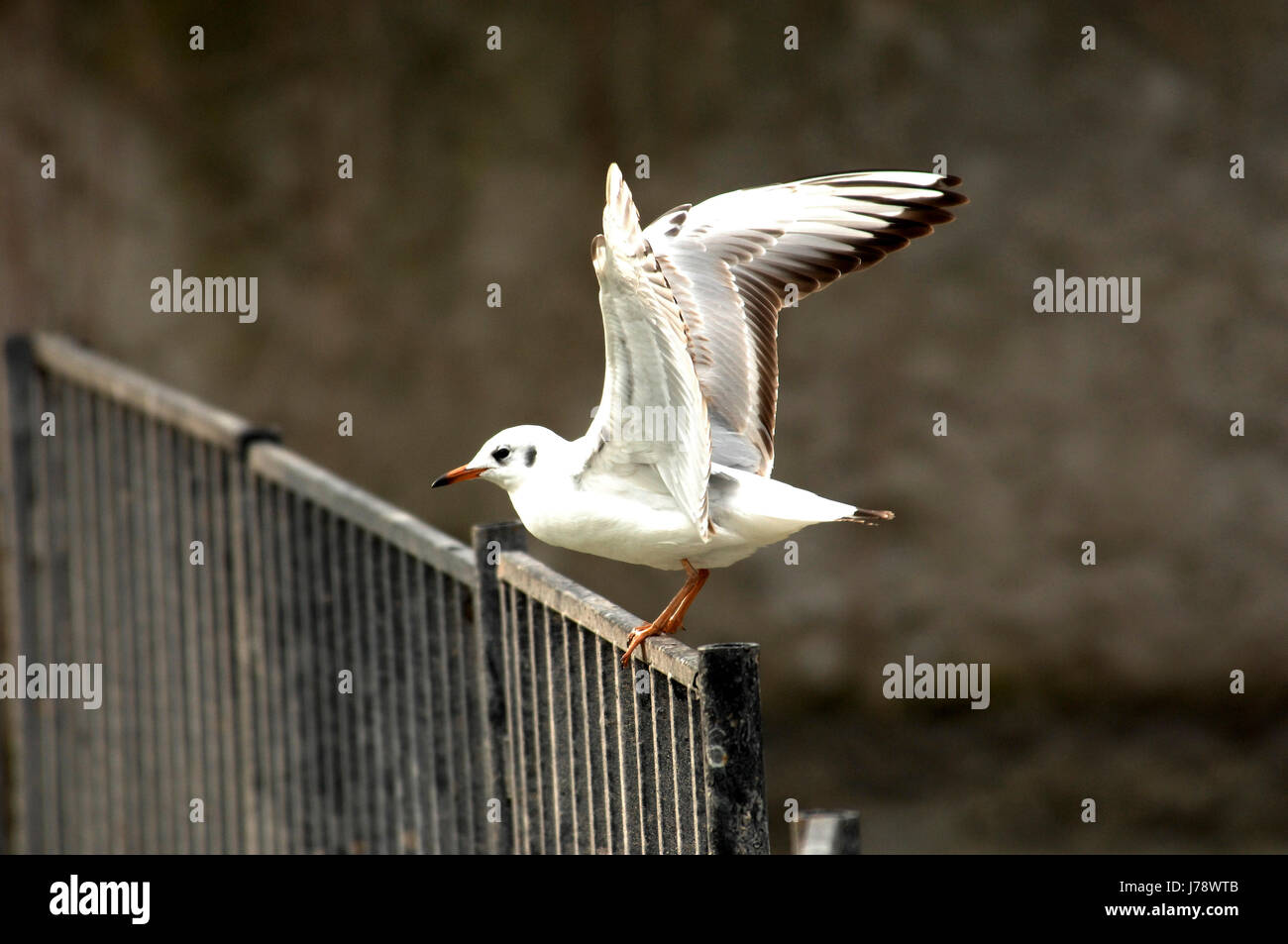 flight bird fauna ocean view feathers wise attentive alert friendly ...