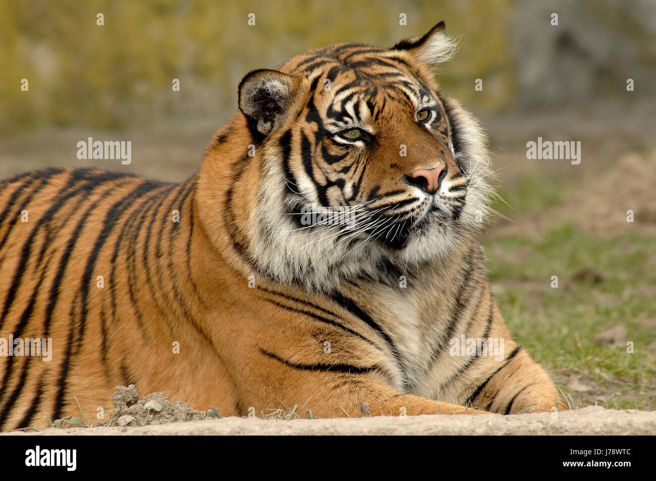 Death tiger hi-res stock photography and images - Alamy