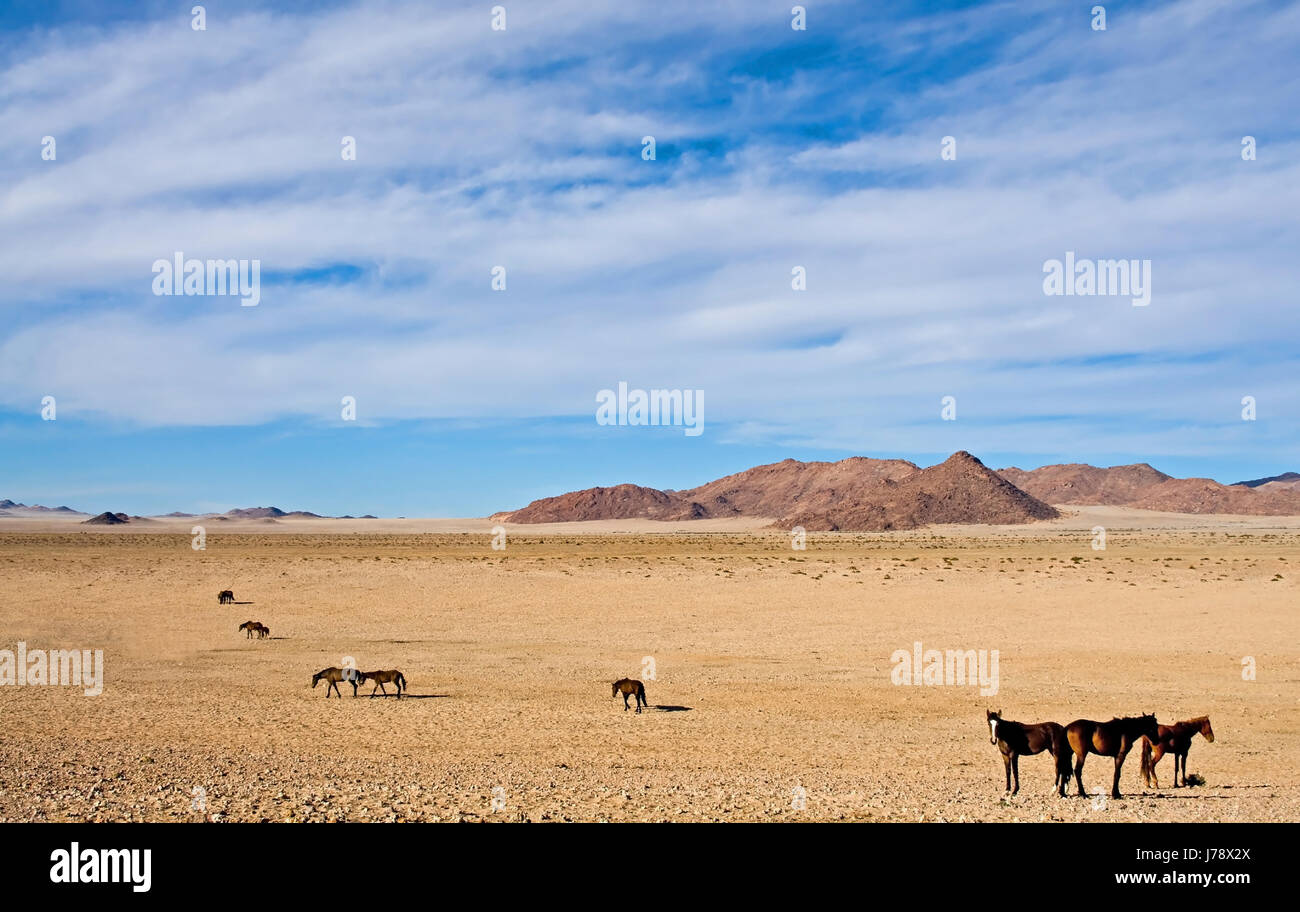 horse namibia horses herd wild horse savage haggardly brown brownish ...