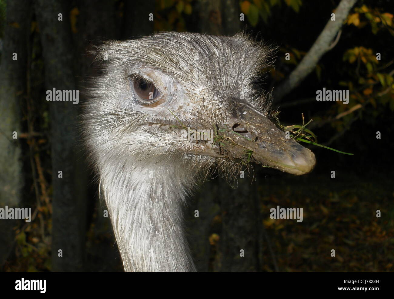 bird birds eyes feathers beak to gorge engulf devour beaks meadow grass ...