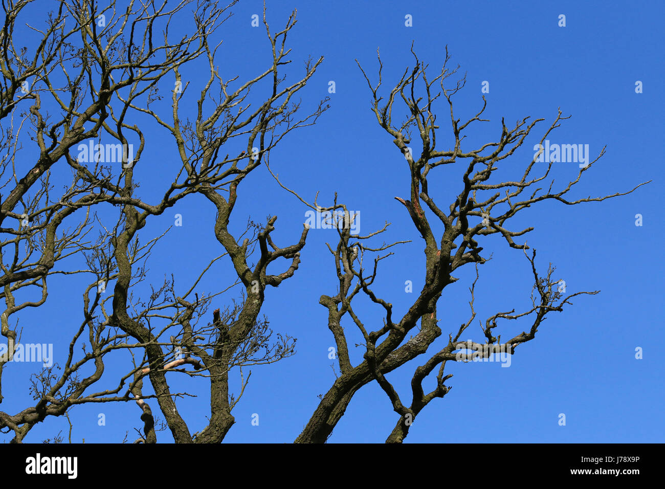 Dead tree branches against a clear,blue sky Stock Photo - Alamy