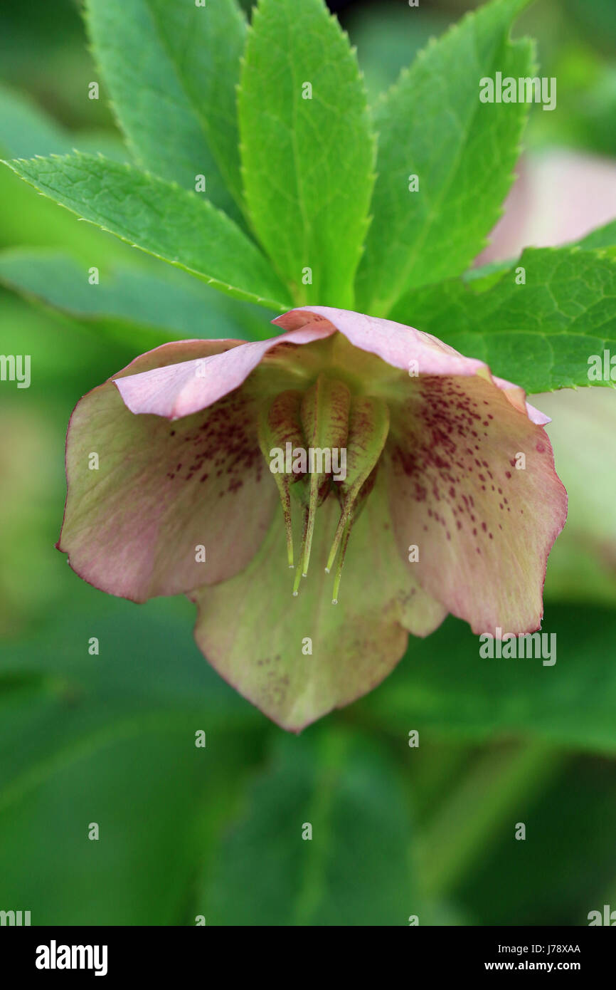 Hellebore, or Christmas rose Stock Photo - Alamy