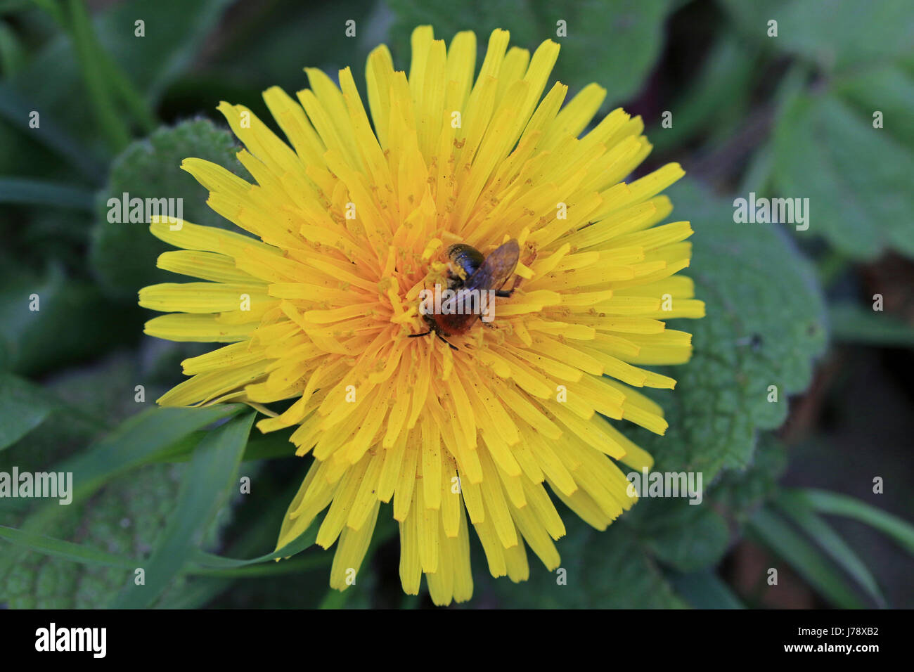 Pollination dandelion hi-res stock photography and images - Alamy