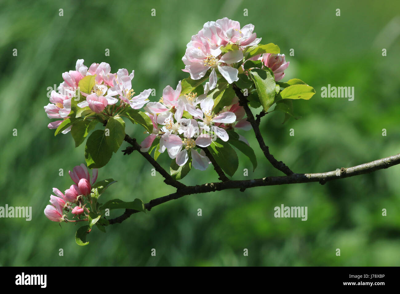 Tree full pretty pink flowers hi-res stock photography and images - Alamy