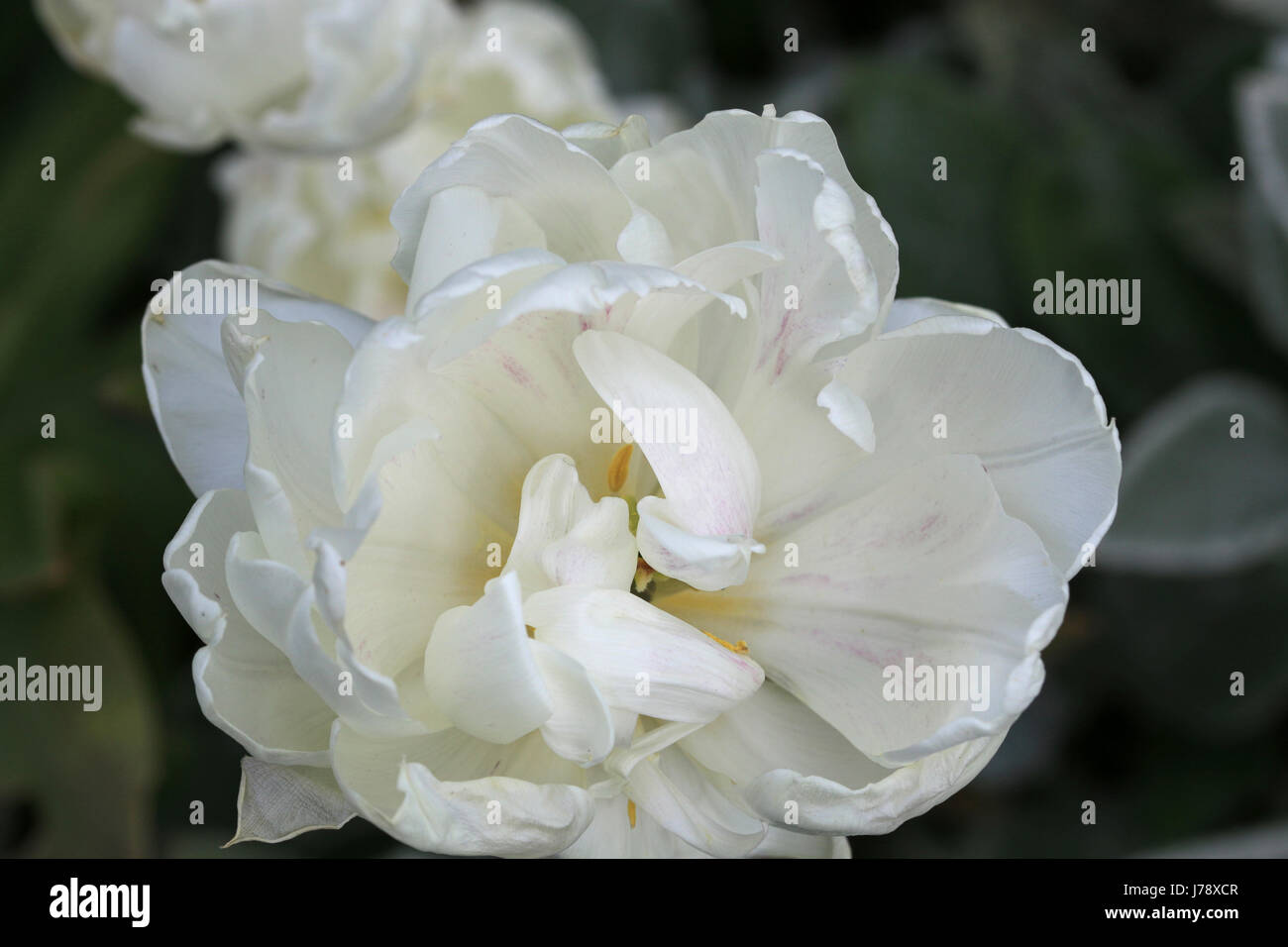 Double white tulip seen from above Stock Photo - Alamy