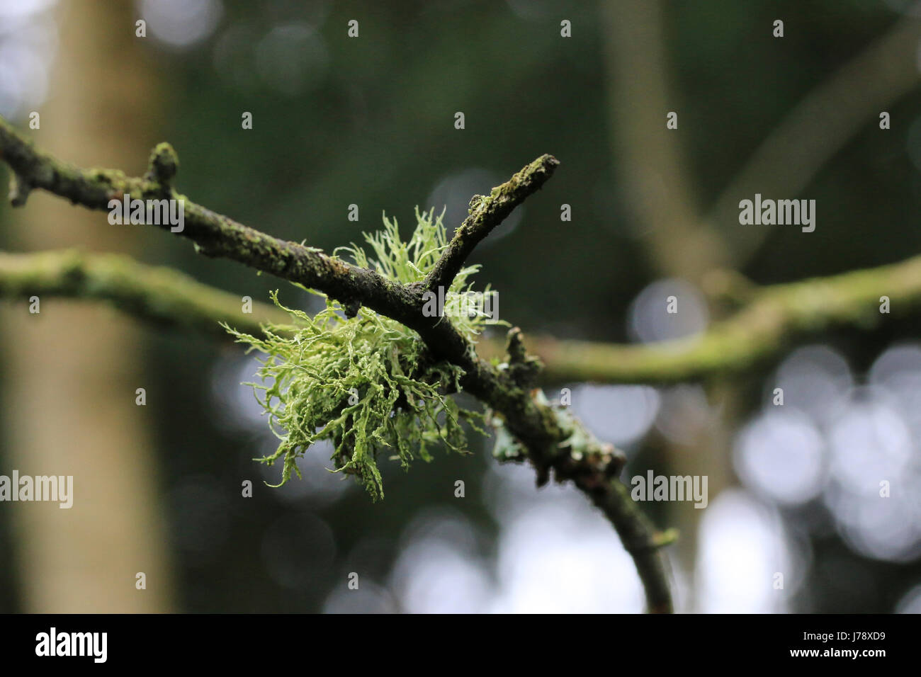 Green lichen hi-res stock photography and images - Alamy