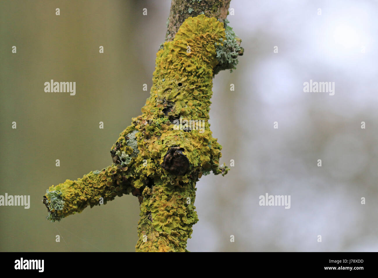 Lichen on dead tree branch hi-res stock photography and images - Alamy