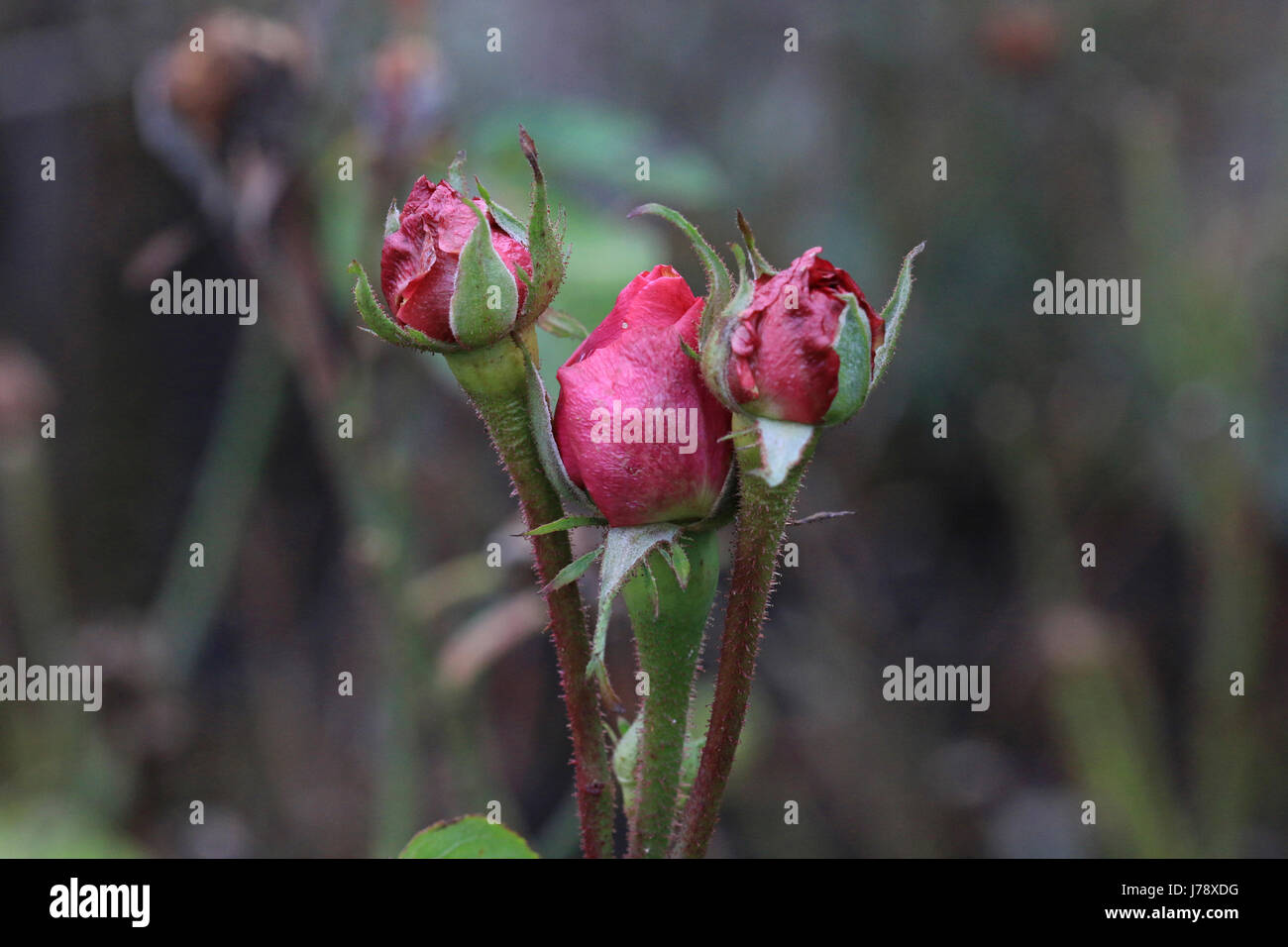 Three red rosebuds Stock Photo - Alamy
