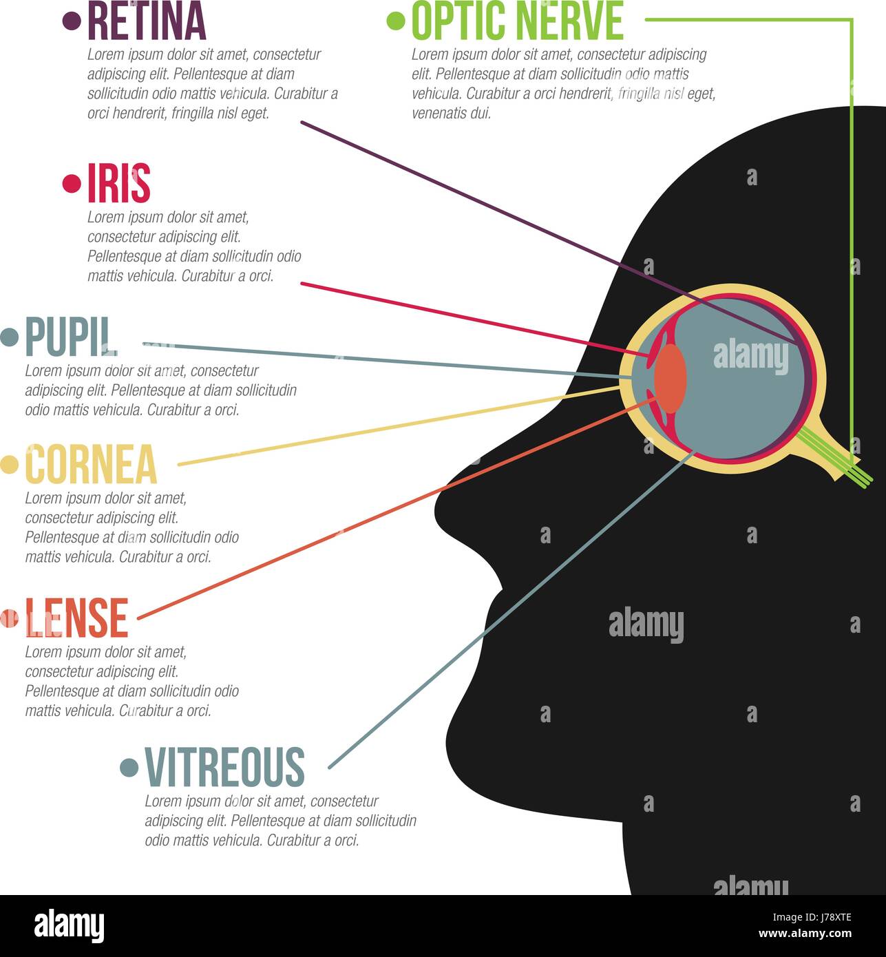 Basic Human's Eye Anatomy Vector Infographic Stock Vector Image & Art ...