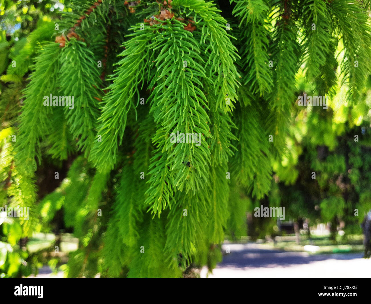 green branches of a fur-tree or pine Stock Photo - Alamy