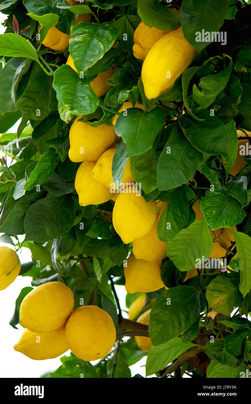 tree summer summerly ripe branch lemon citron citrus yellow food ...