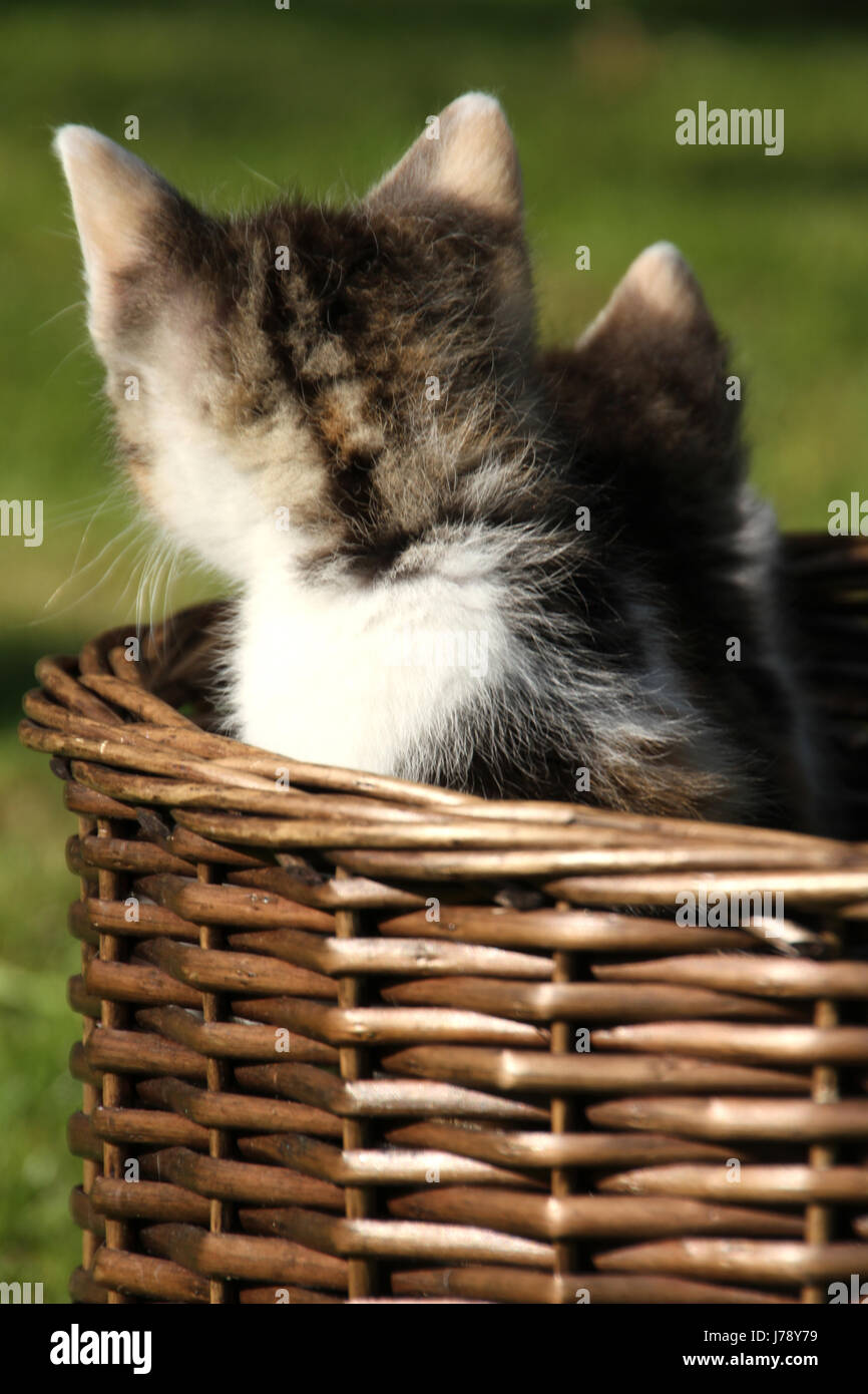 Young coloured fur hi-res stock photography and images - Alamy