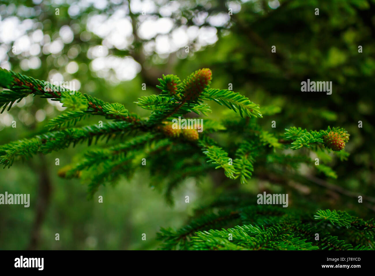 Closeup of fir needles and buds with blurred background Stock Photo - Alamy