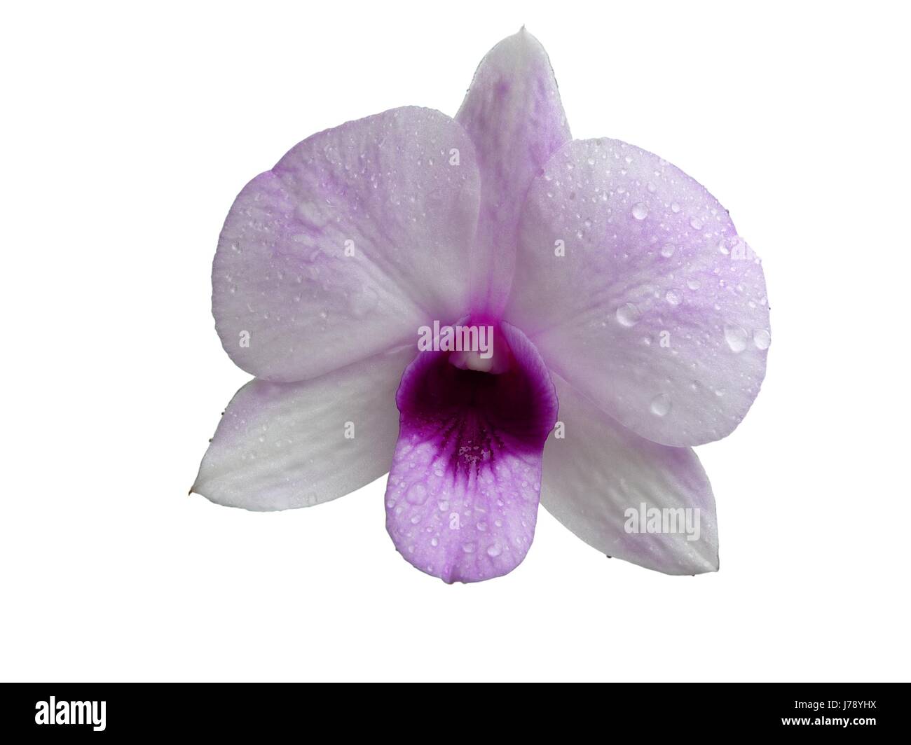 Orchideen design hi-res stock photography and images - Alamy