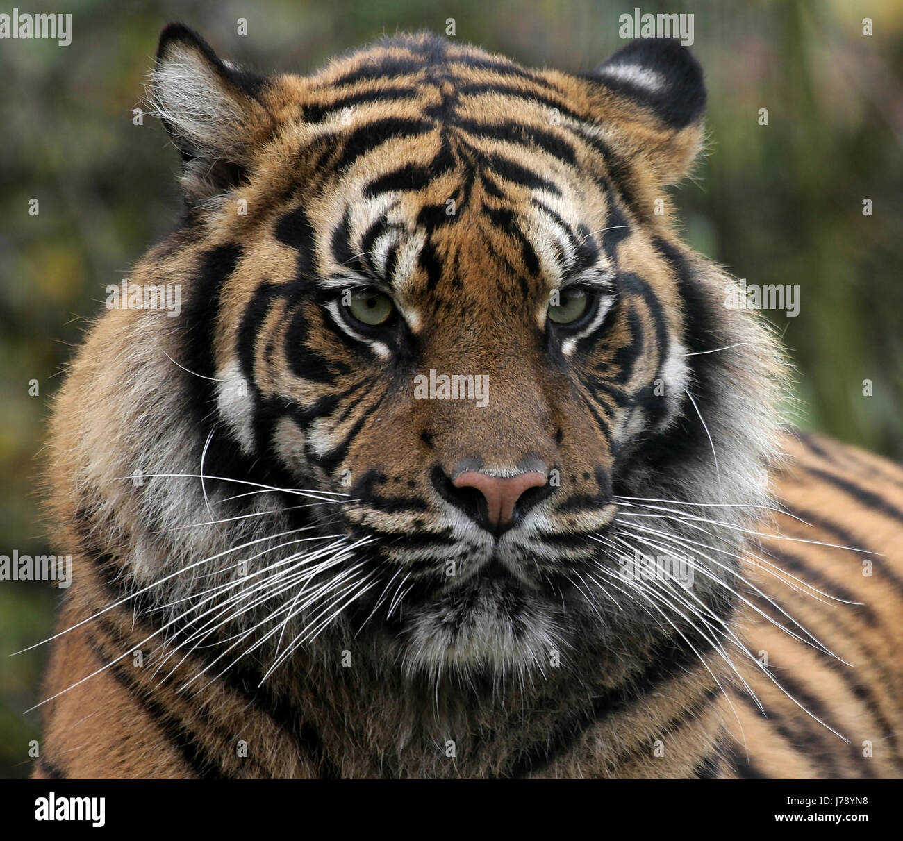 Tigerportrait hi-res stock photography and images - Alamy
